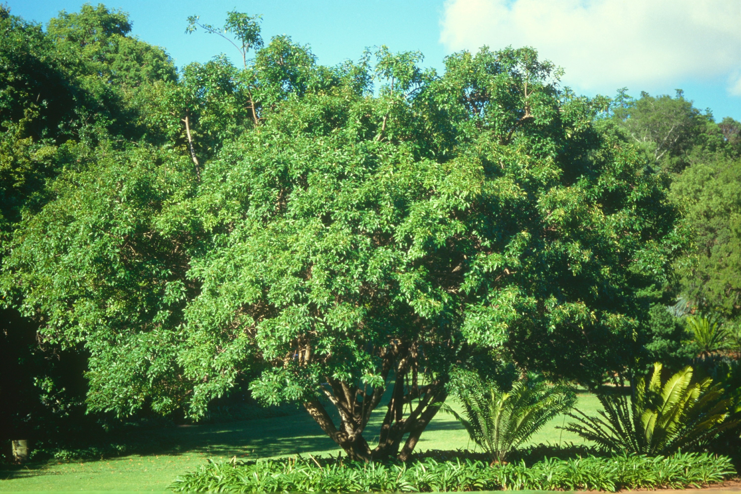Searsia chirindensis Red Currant Bostaaibos Muvhadela-Phanga ...