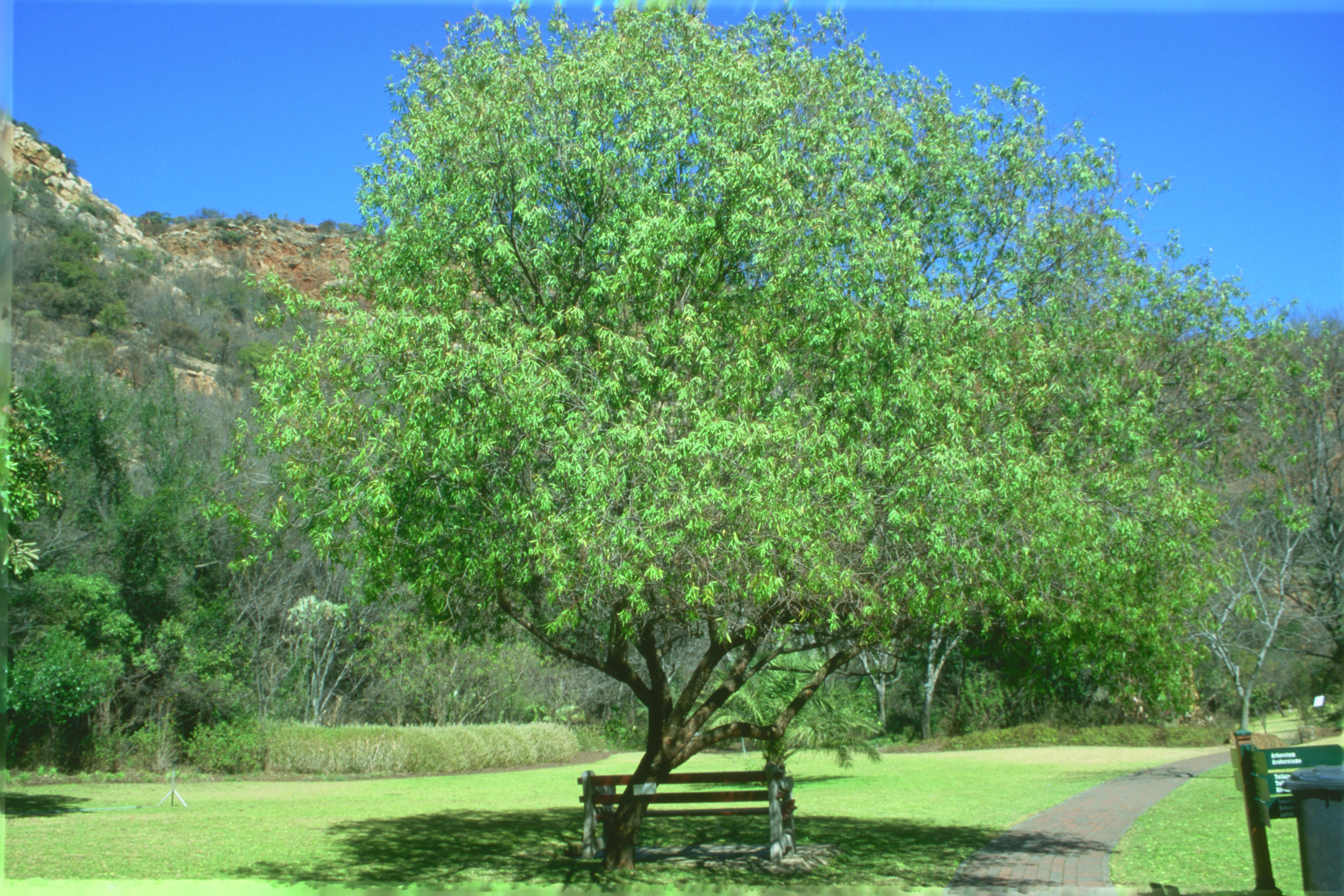 Searsia pendulina White Karree Witkarree