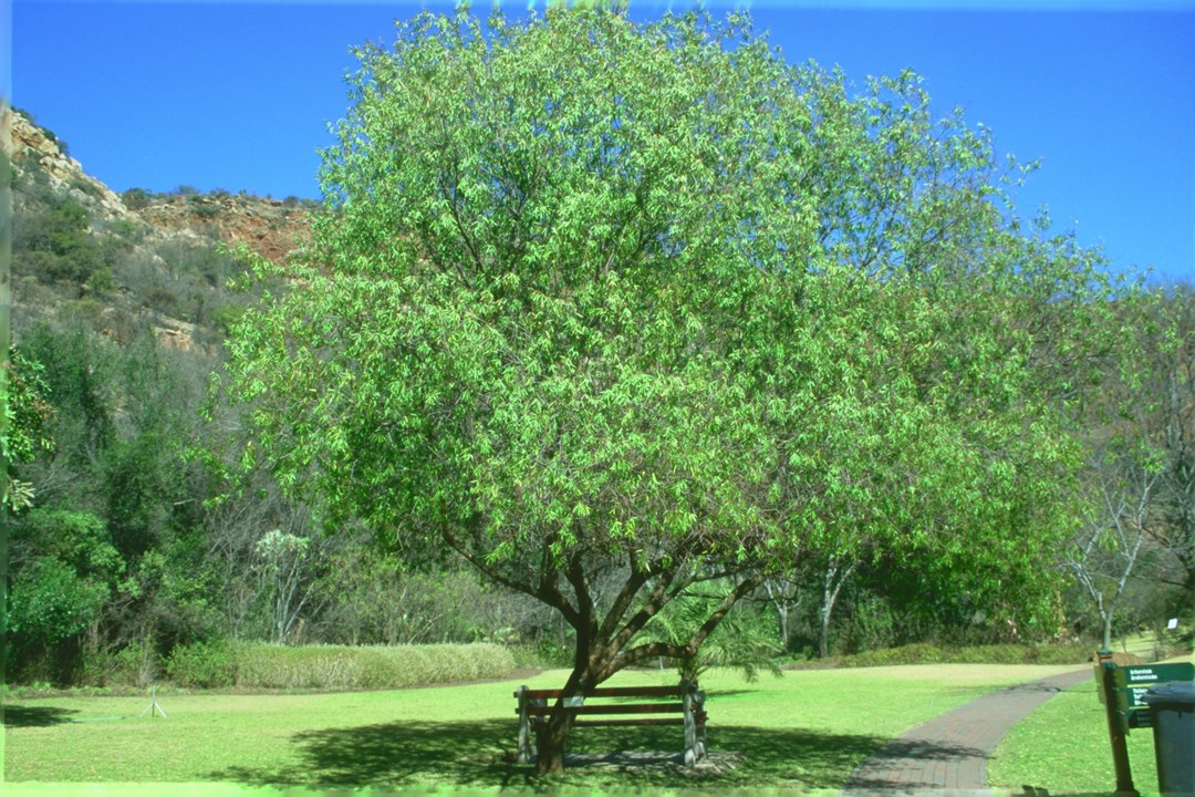 Searsia pendulina White Karree Witkarree