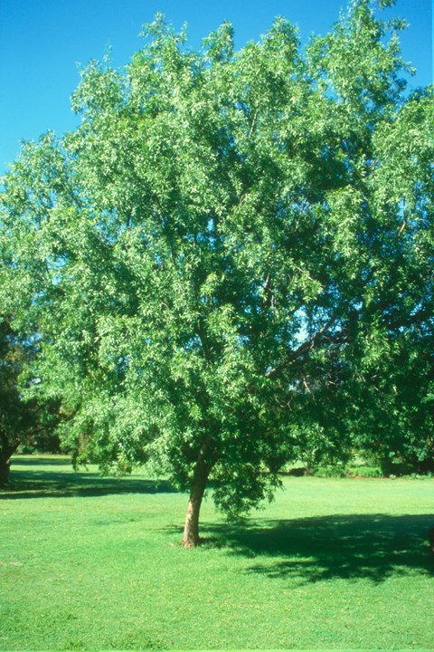 Searsia pendulina White Karree Witkarree