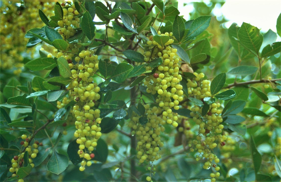 Searsia pyroides Riviertaaibos Firethorn Rhus Mutasiri Mogôdiri ...