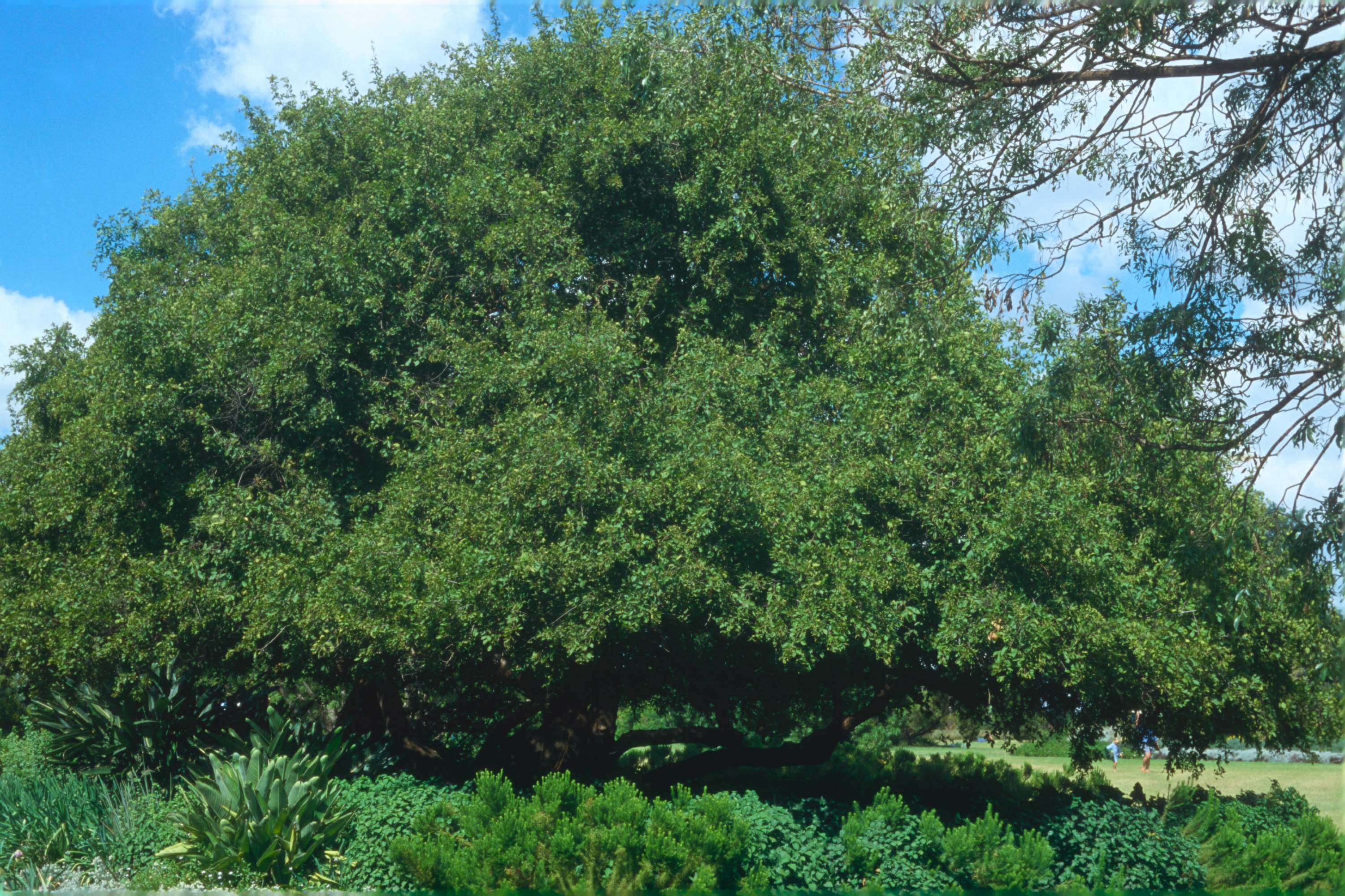Searsia pyroides Riviertaaibos Firethorn Rhus Mutasiri Mogôdiri ...