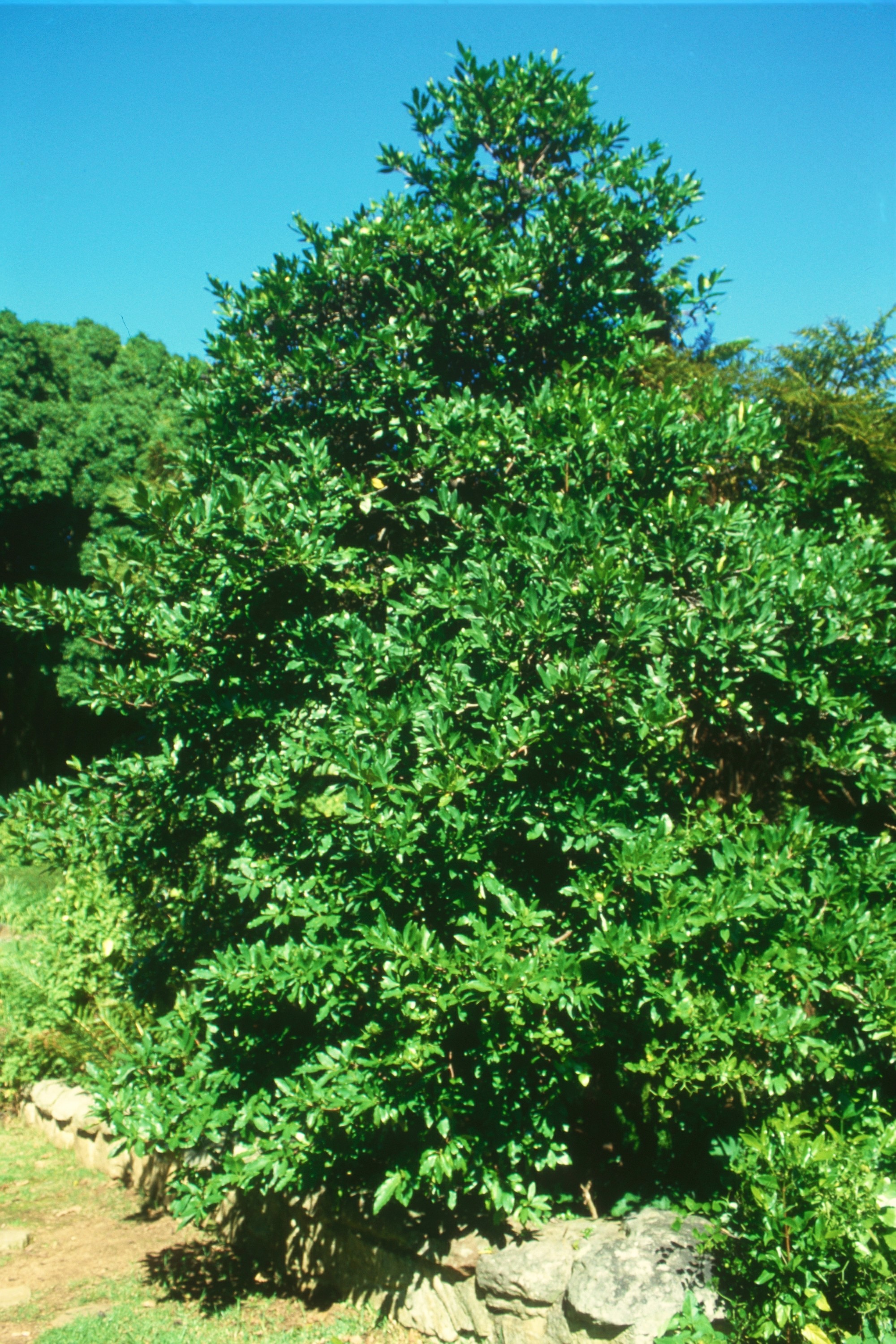 Rothmannia capensis Scented-bells Witklokke Muratha-Mapfene Morutla ...