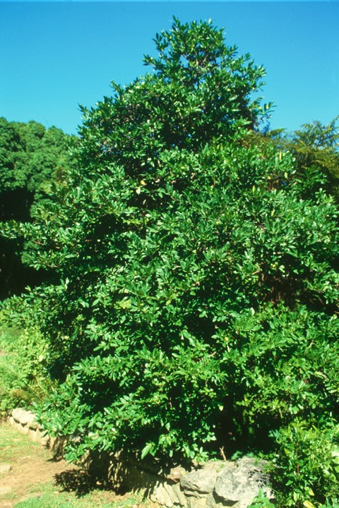 Rothmannia capensis Scented-bells Witklokke Muratha-Mapfene Morutla ...