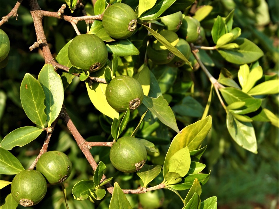 Rothmannia capensis Scented-bells Witklokke Muratha-Mapfene Morutla ...