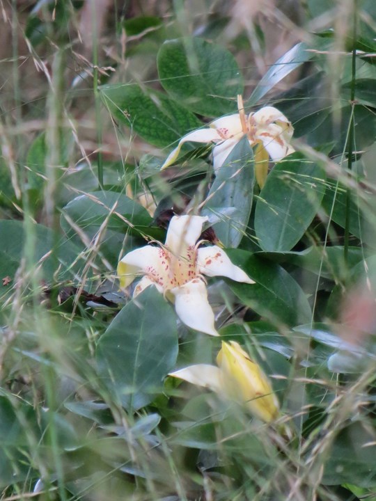 Rothmannia capensis Scented-bells Witklokke Muratha-Mapfene Morutla ...