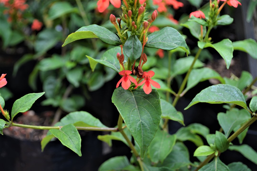 Ruspolia hypocrateriformis Red Ruspolia