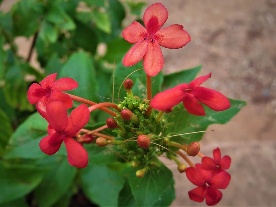 Ruspolia hypocrateriformis Red Ruspolia