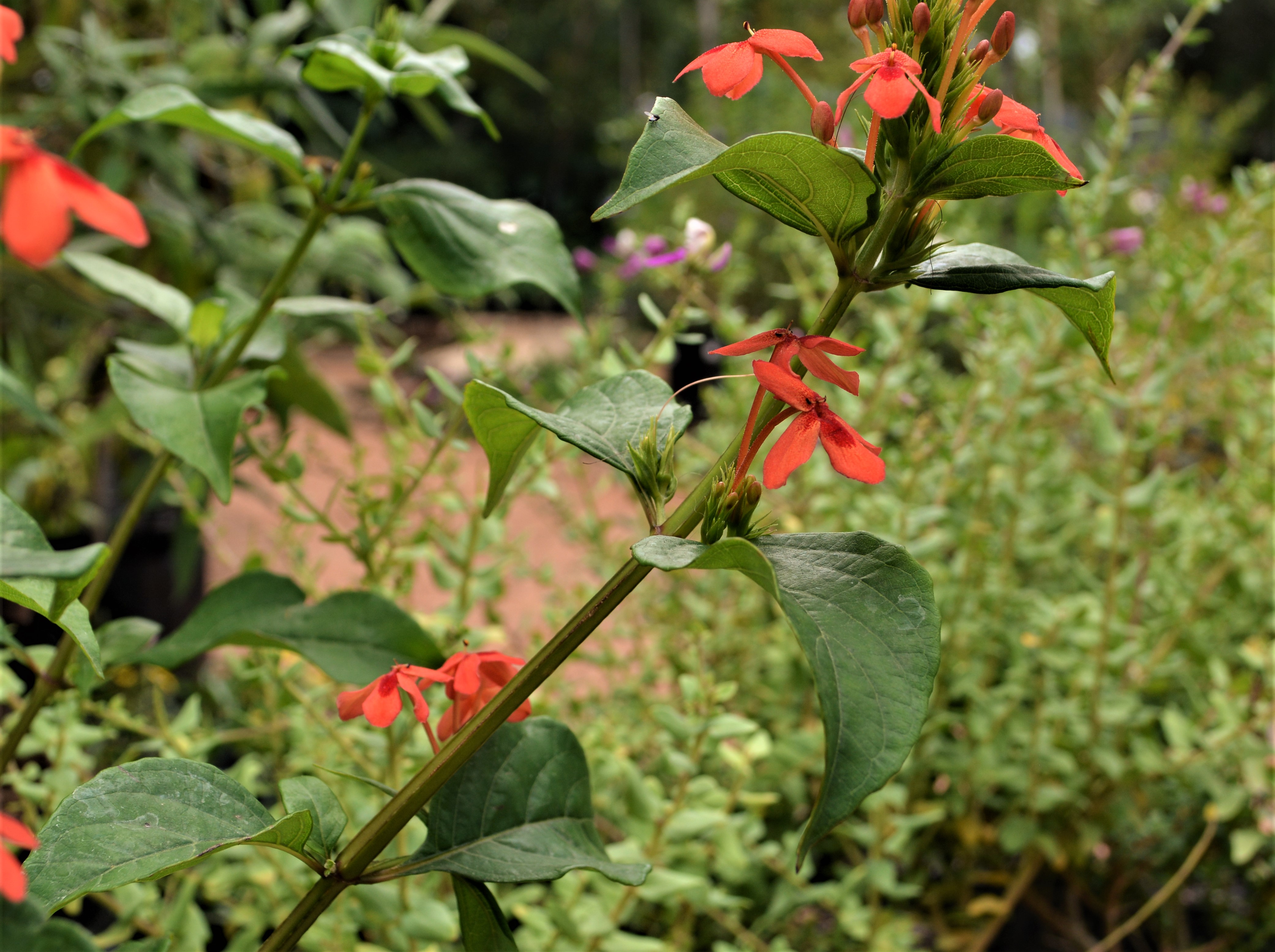 Ruspolia hypocrateriformis Red Ruspolia