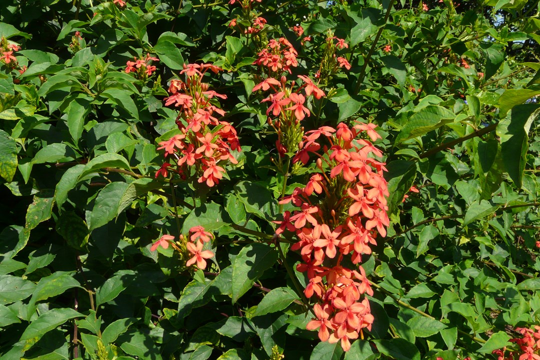 Ruspolia hypocrateriformis Red Ruspolia