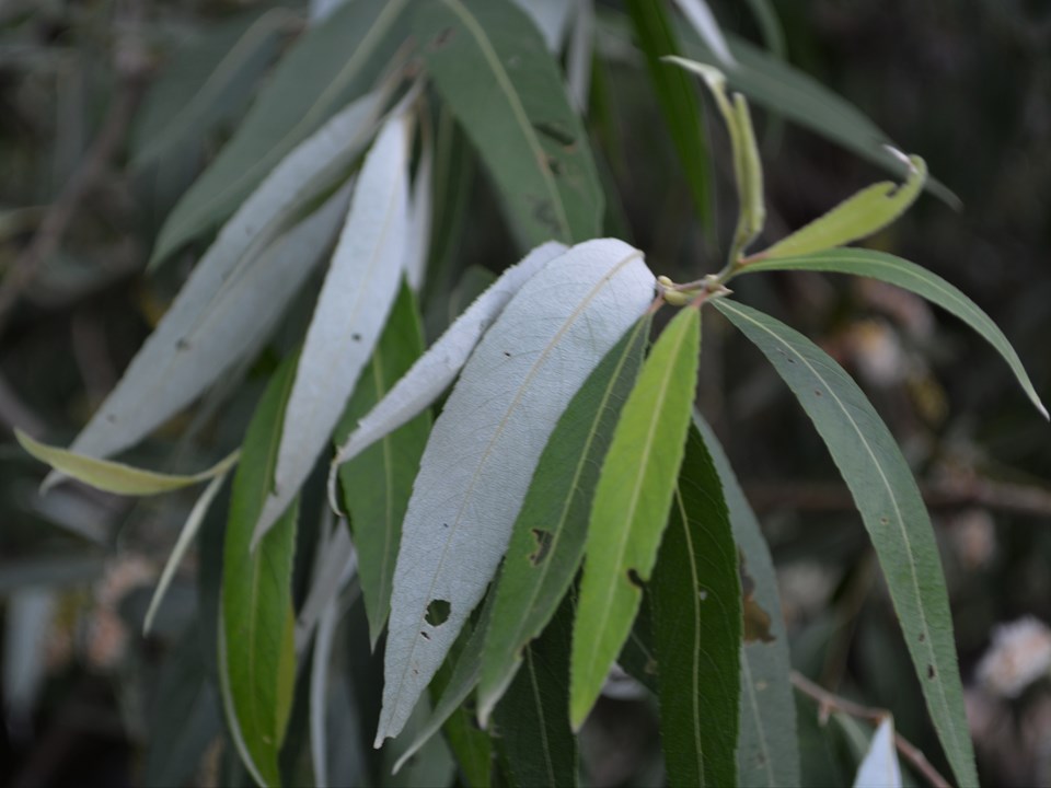 Salix mucronata woodii Cape Willow, Safsaf Willow Kaapse Wilger, Safsaf ...