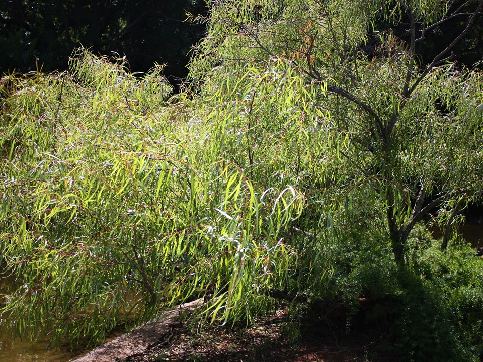 Salix mucronata woodii Cape Willow, Safsaf Willow Kaapse Wilger, Safsaf ...