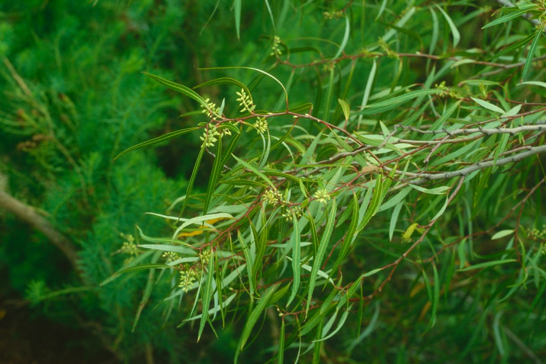 Salix mucronata woodii Cape Willow, Safsaf Willow Kaapse Wilger, Safsaf ...