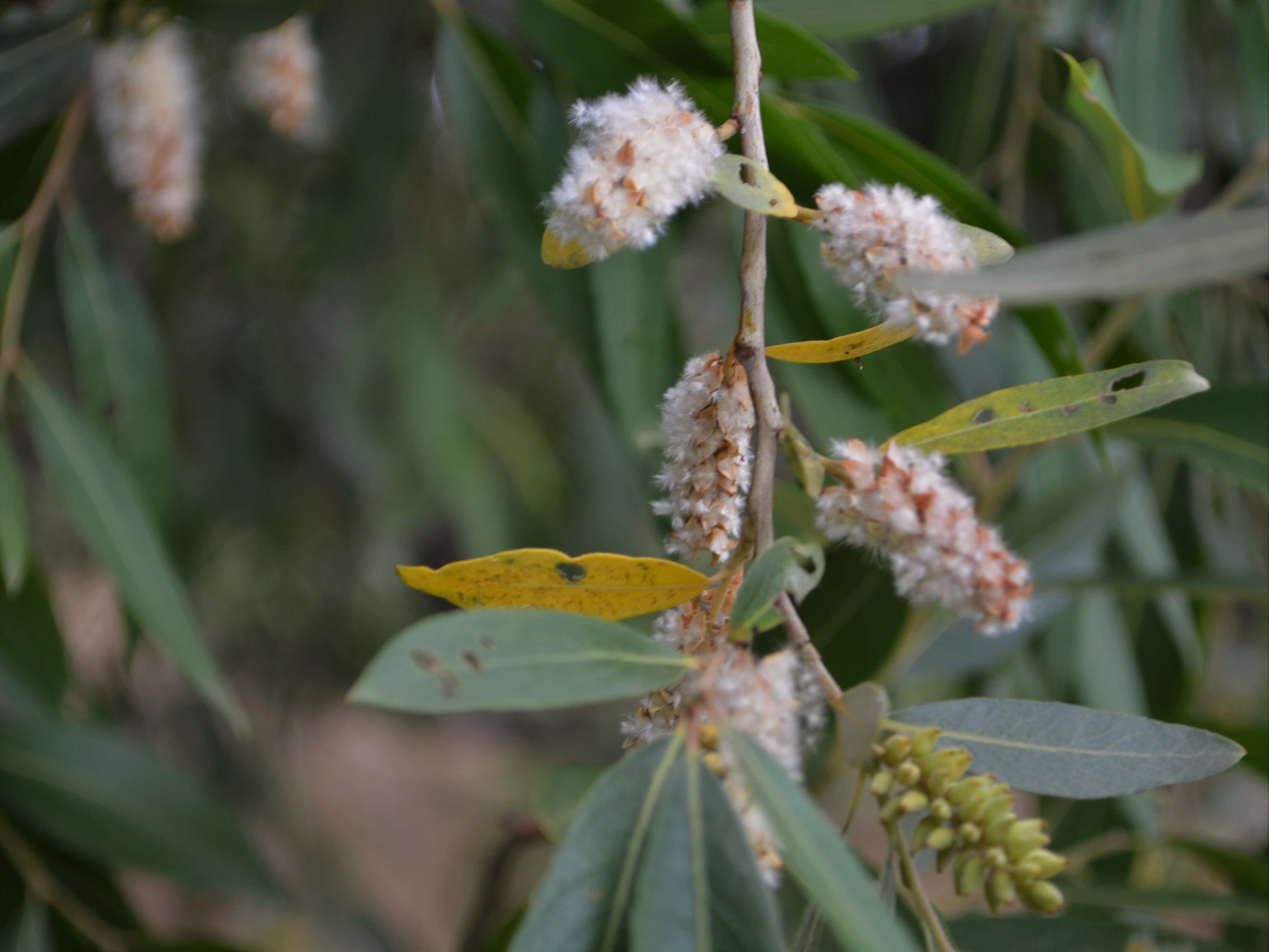 Salix mucronata woodii Cape Willow, Safsaf Willow Kaapse Wilger, Safsaf ...