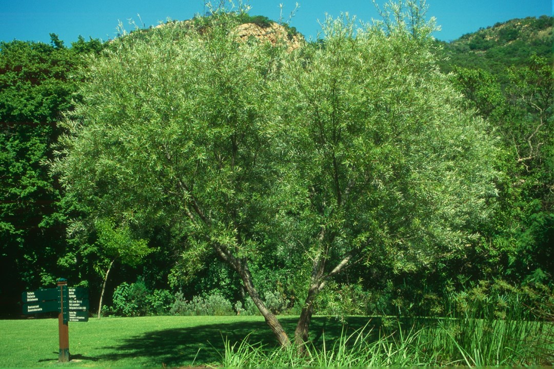 Salix mucronata woodii Cape Willow, Safsaf Willow Kaapse Wilger, Safsaf ...