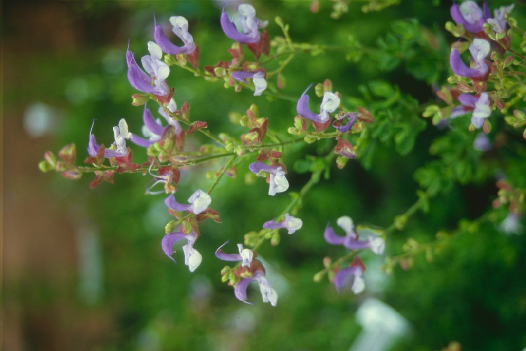 Salvia chamelaeagnea Blommetjiesalie