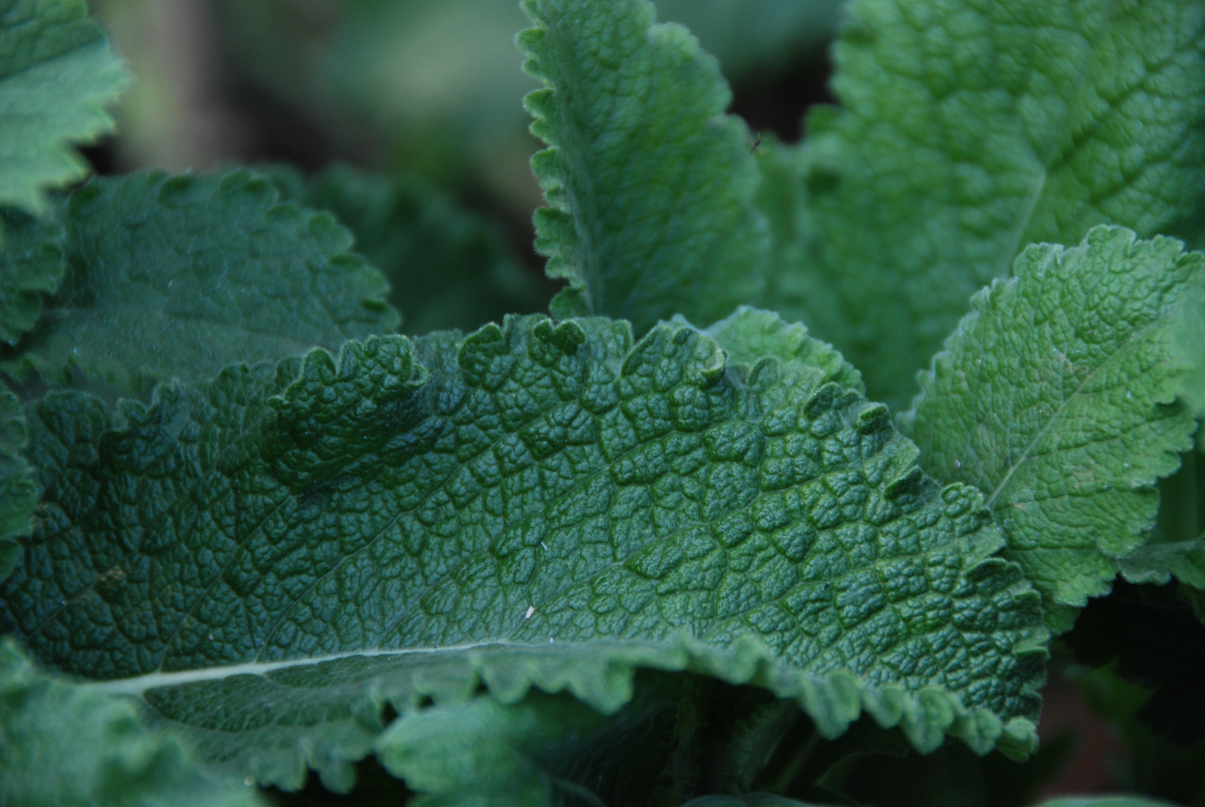Scabiosa africana Cape Scabious, Pincushion Koringblom