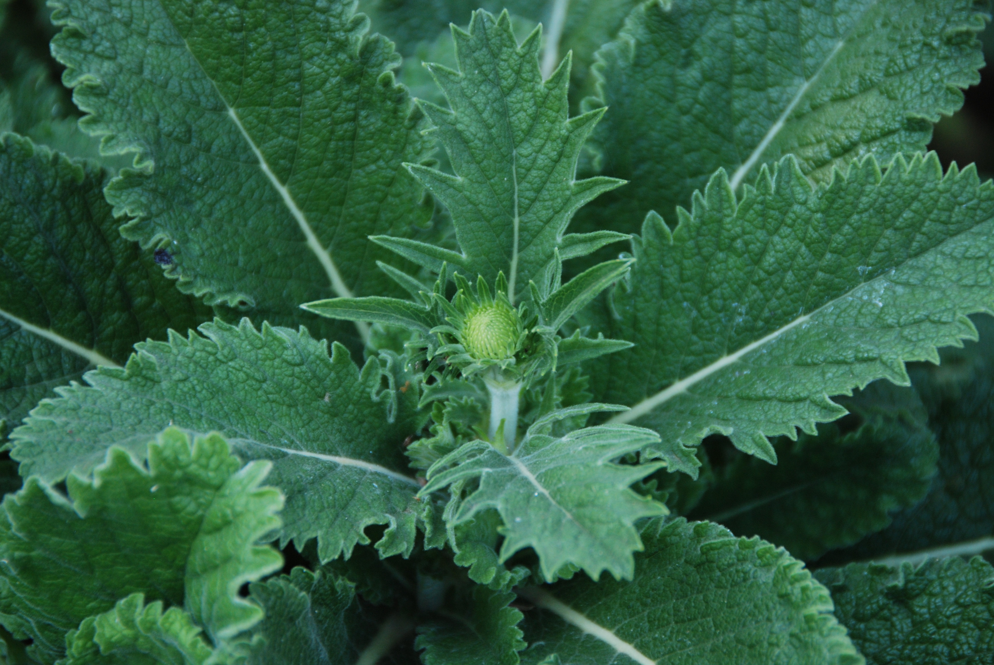 Scabiosa africana Cape Scabious, Pincushion Koringblom