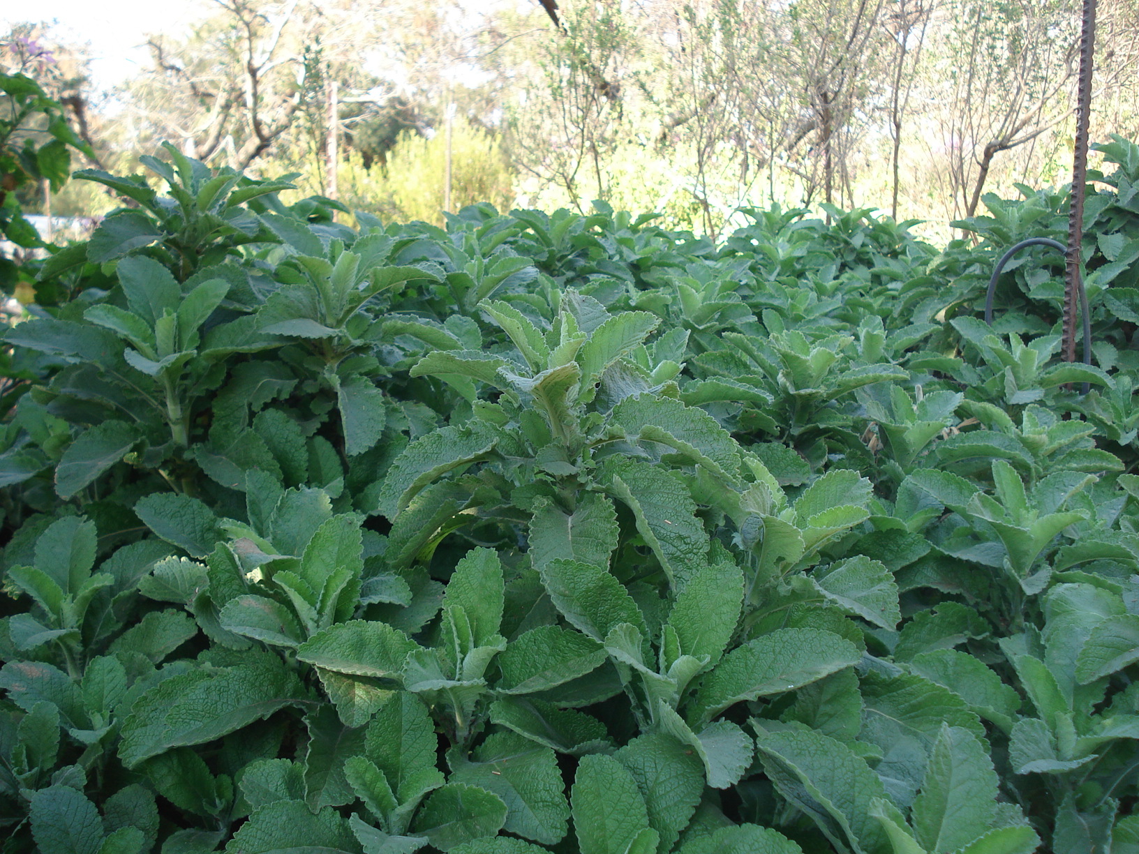 Scabiosa africana Cape Scabious, Pincushion Koringblom