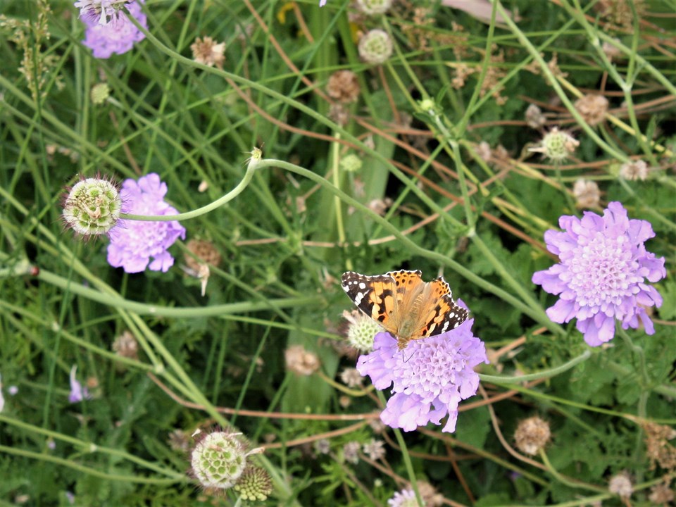 Scabiosa columbaria Blue Wild Scabiosa Bitterbos Selomi Isilawu ...