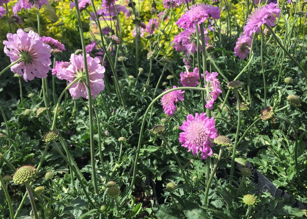 Scabiosa columbaria Pink Wild Scabiosa Bitterbos Selomi isiLawu ...