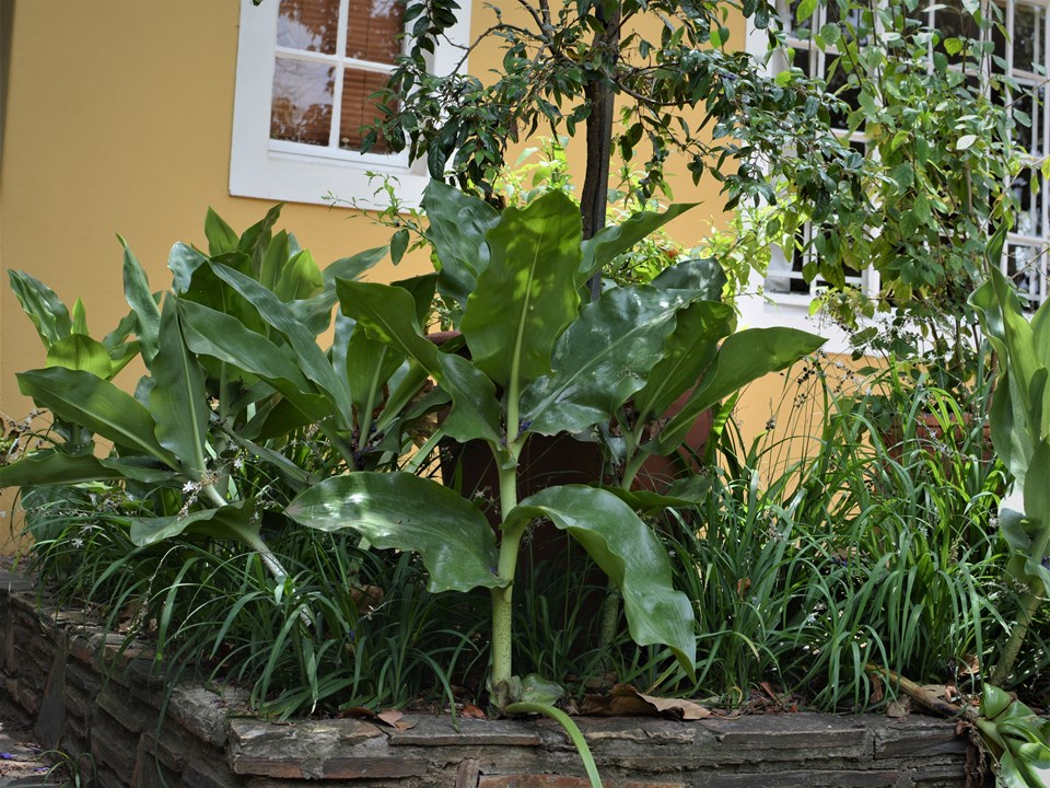 Scadoxus puniceus Tall Natal Form Poeierkwas Paint Brush Umphompho