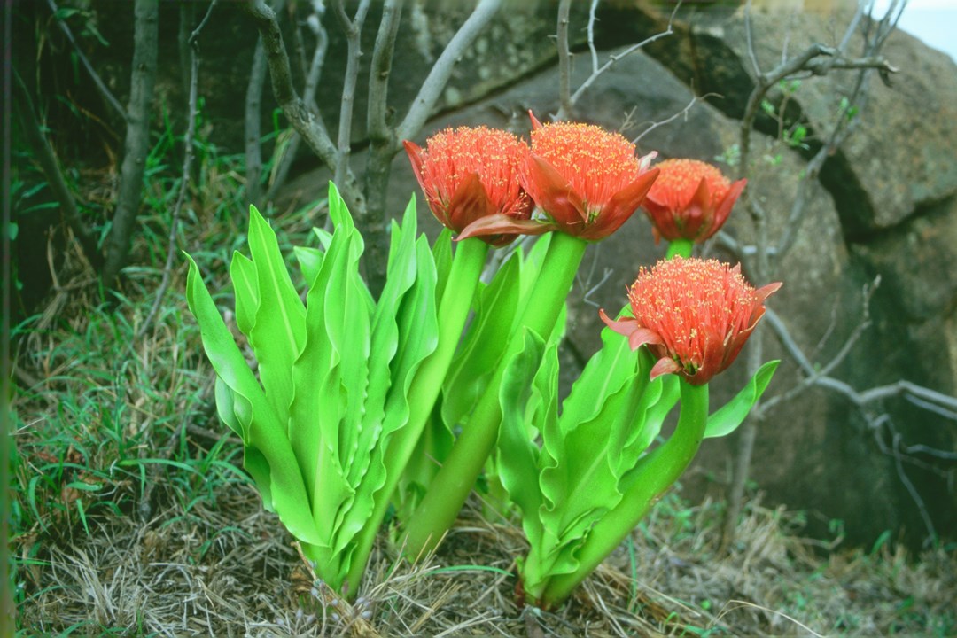 Scadoxus puniceus Poeierkwas Paint Brush Umphompho