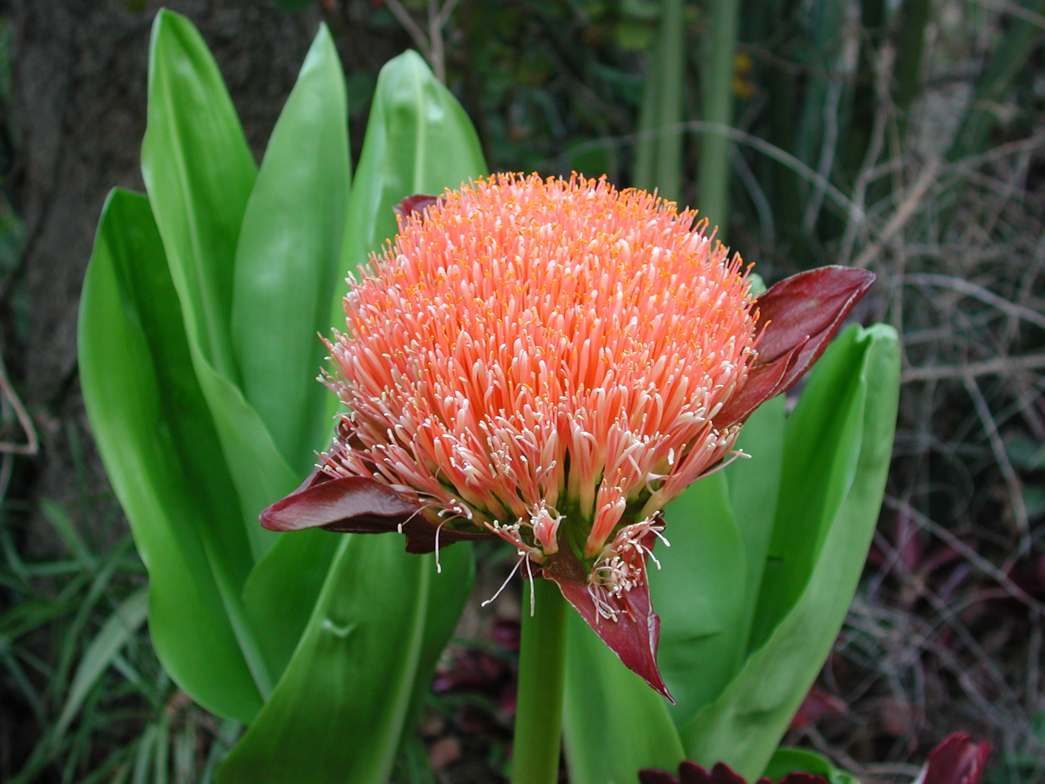 Scadoxus puniceus Poeierkwas Paint Brush Umphompho