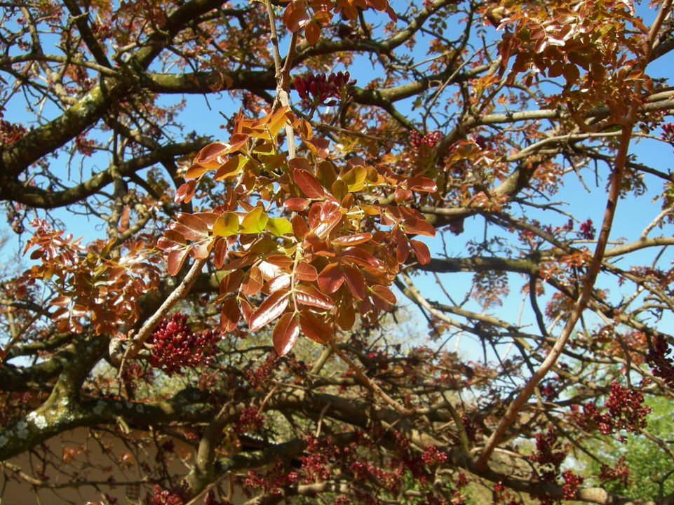 Schotia brachypetala Weeping Boerbean Huilboerboon Mulubi Molope Umgxamu