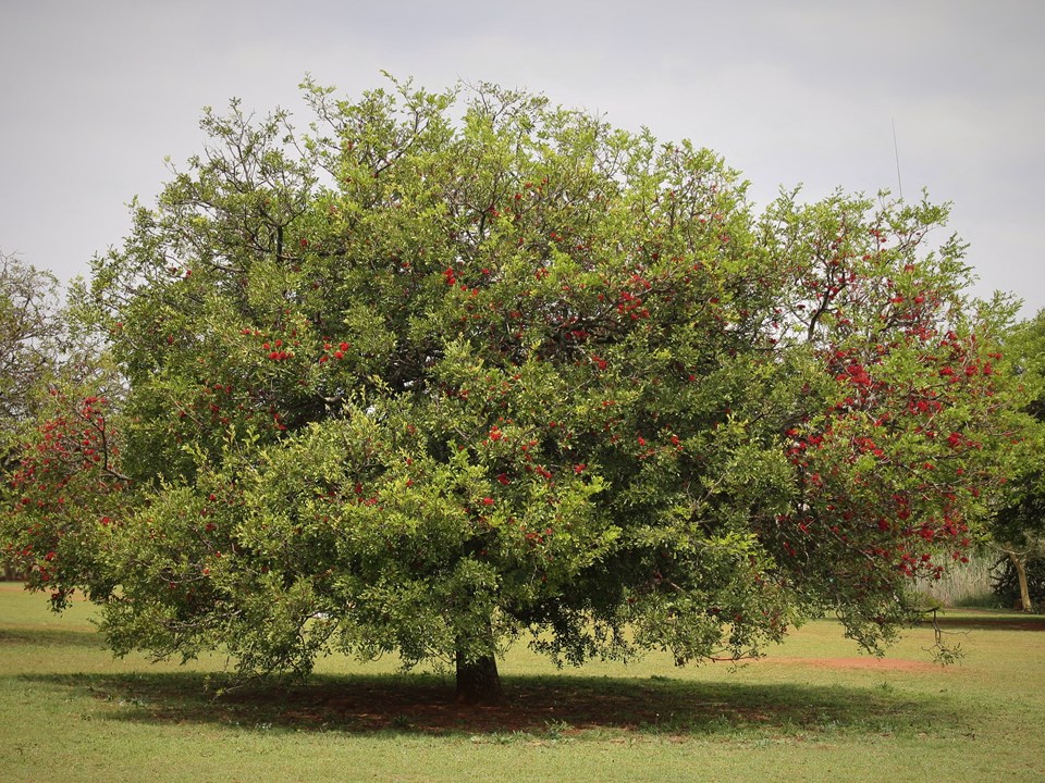Schotia brachypetala Weeping Boerbean Huilboerboon Mulubi Molope Umgxamu