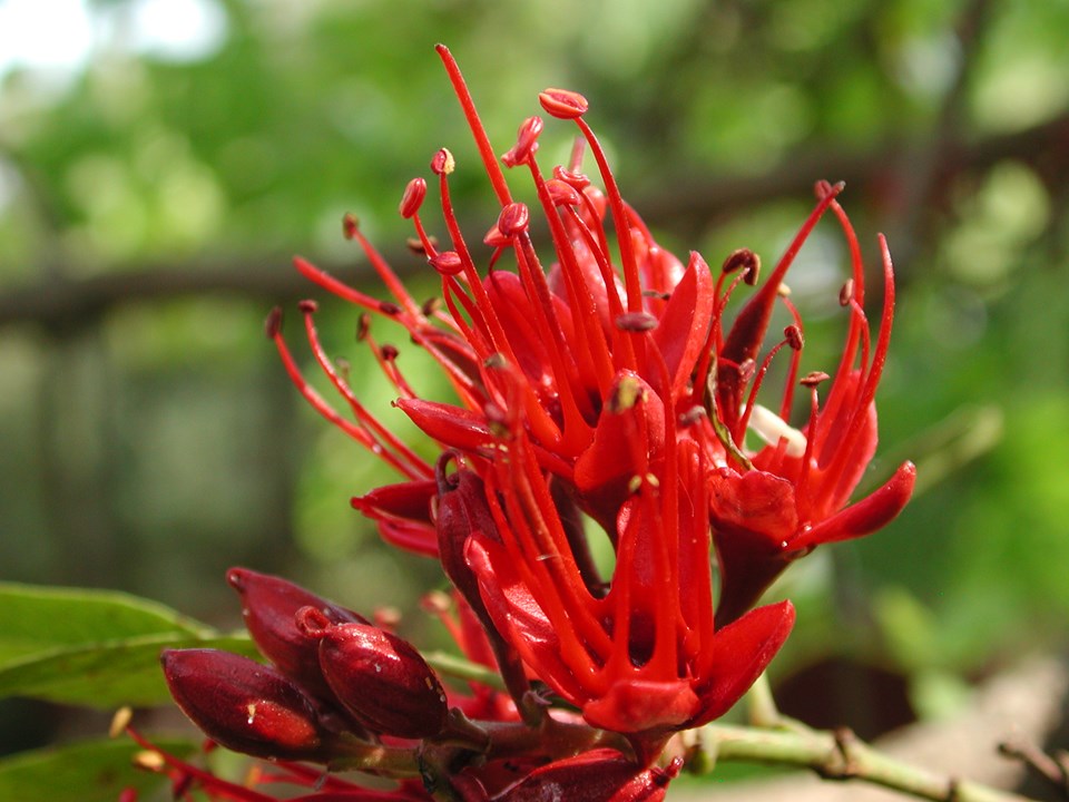 Schotia brachypetala Weeping Boerbean Huilboerboon Mulubi Molope Umgxamu