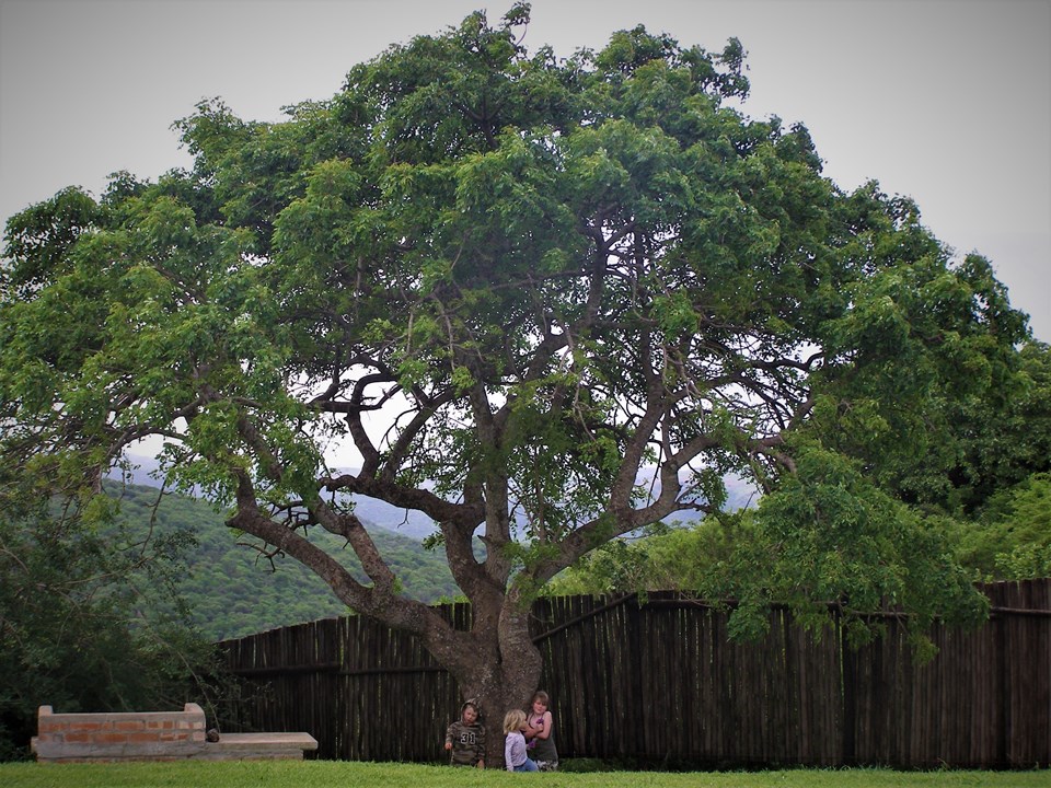 Sclerocarya birrea Marula Maroela Morula Morula Mufula Umganu