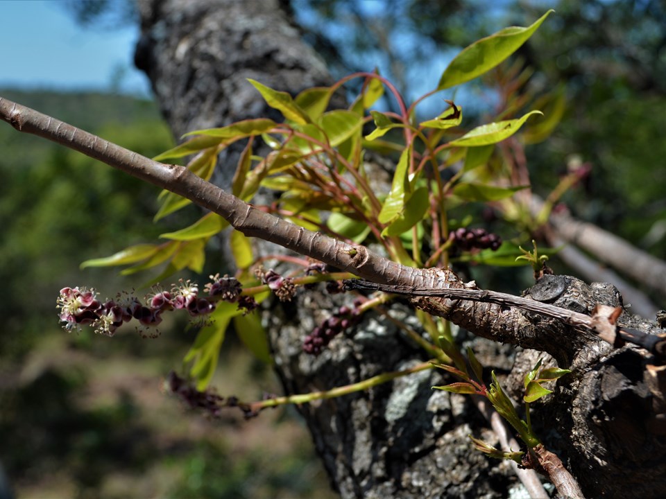 Sclerocarya birrea Marula Maroela Morula Morula Mufula Umganu