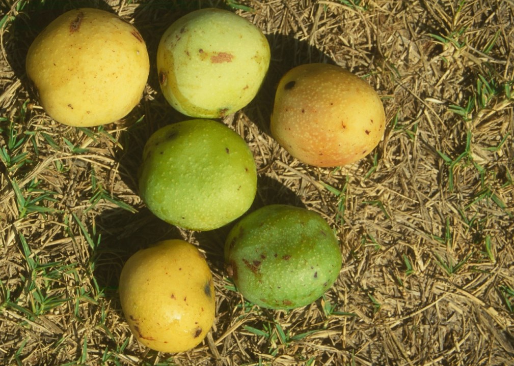 Sclerocarya birrea Marula Maroela Morula Morula Mufula Umganu