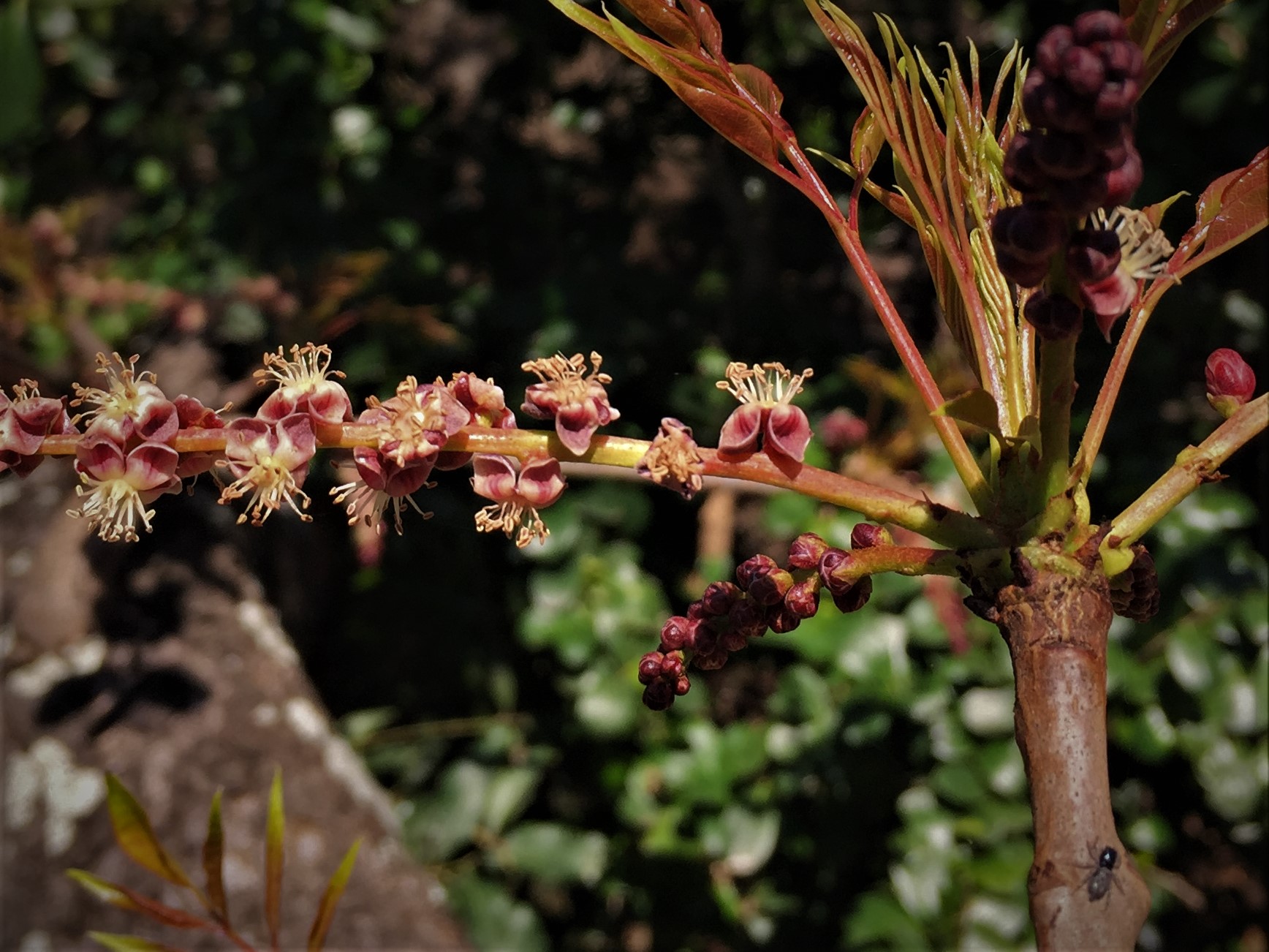 Sclerocarya birrea Marula Maroela Morula Morula Mufula Umganu