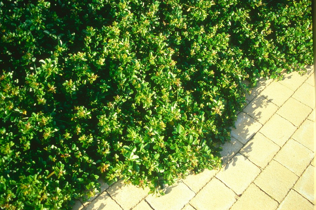 Searsia nebulosa Coastal Currant Sand Taaibos, kustaaibos