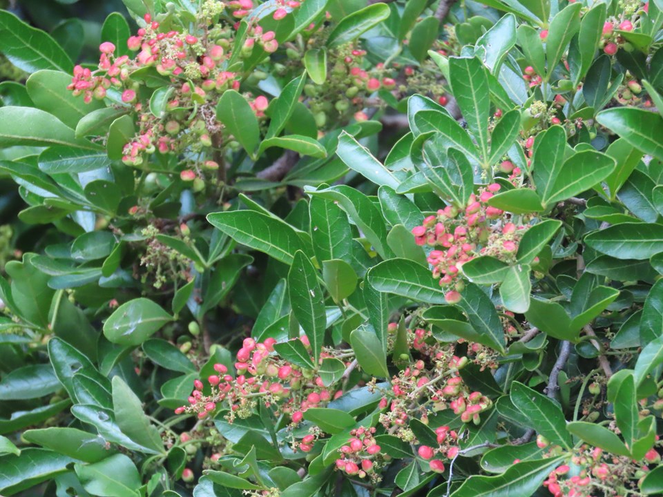Searsia pentherii Common Crowberry Gewone Kraaibessie mutasiri ...