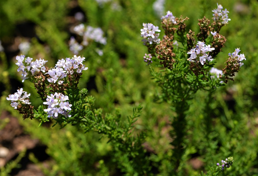 Selago Hybrid Richard