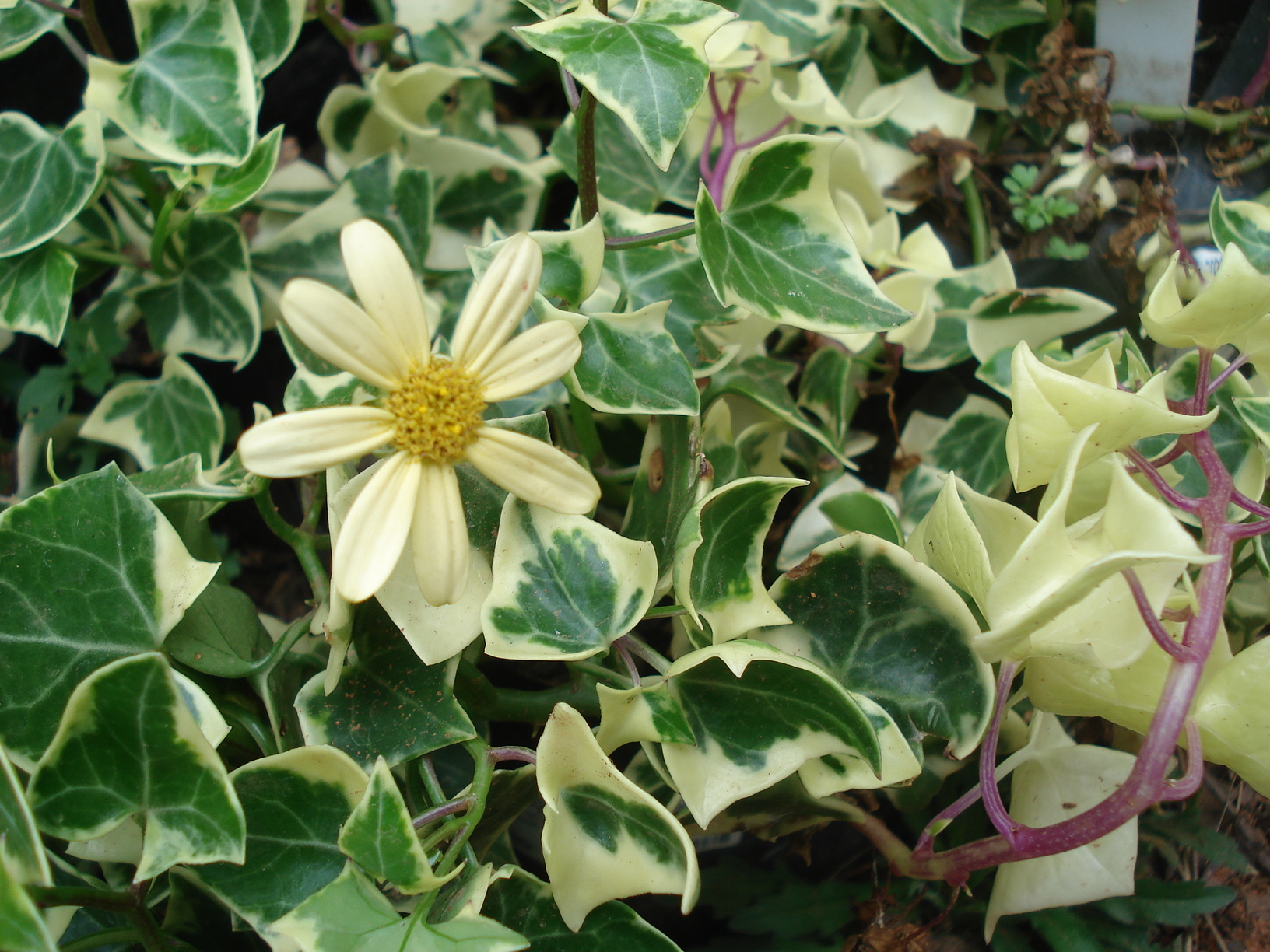 Senecio macroglossus 'Variegated' Flowering Ivy Blomklimop