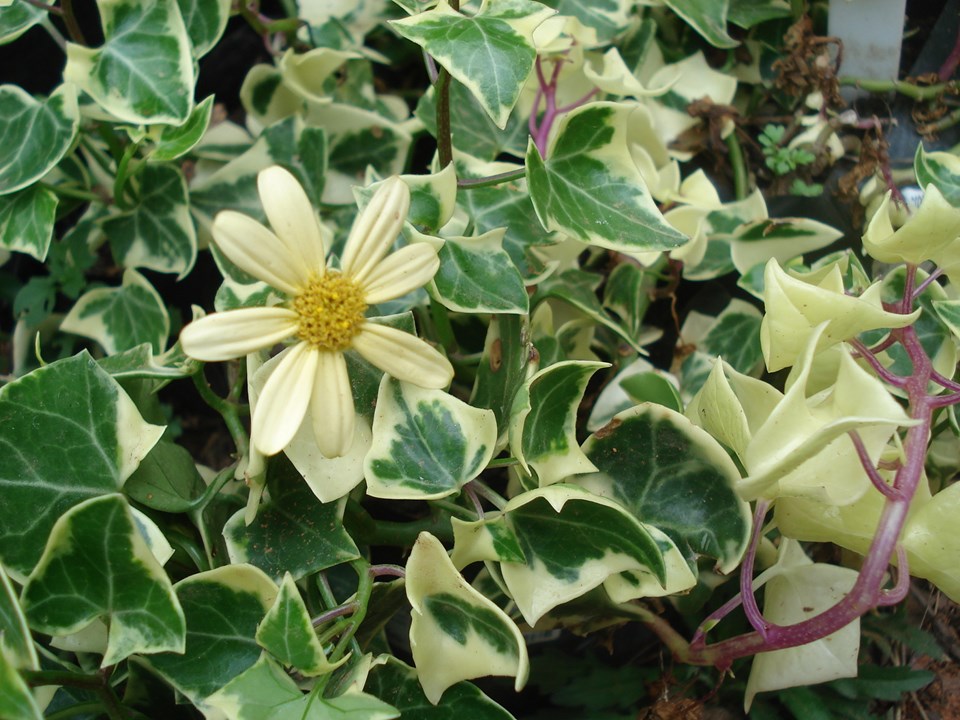 Senecio macroglossus 'Variegated' Flowering Ivy Blomklimop