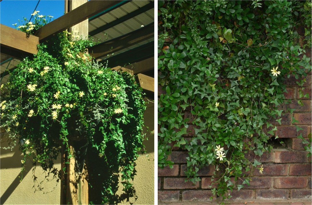 Senecio macroglossus Flowering Ivy Blomklimop