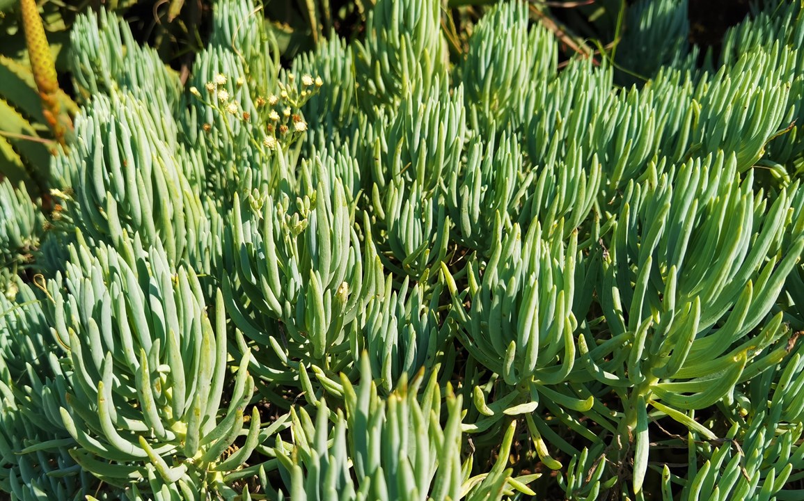 Senecio serpens Blue Chalksticks