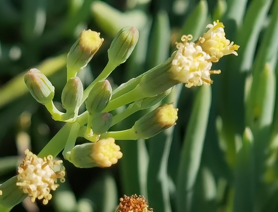 Senecio serpens Blue Chalksticks