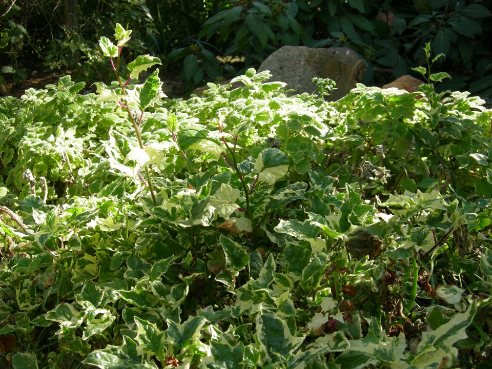 Senecio tamoides Variegated Canary Creeper Kanarieklimop ihlozi elikhulu