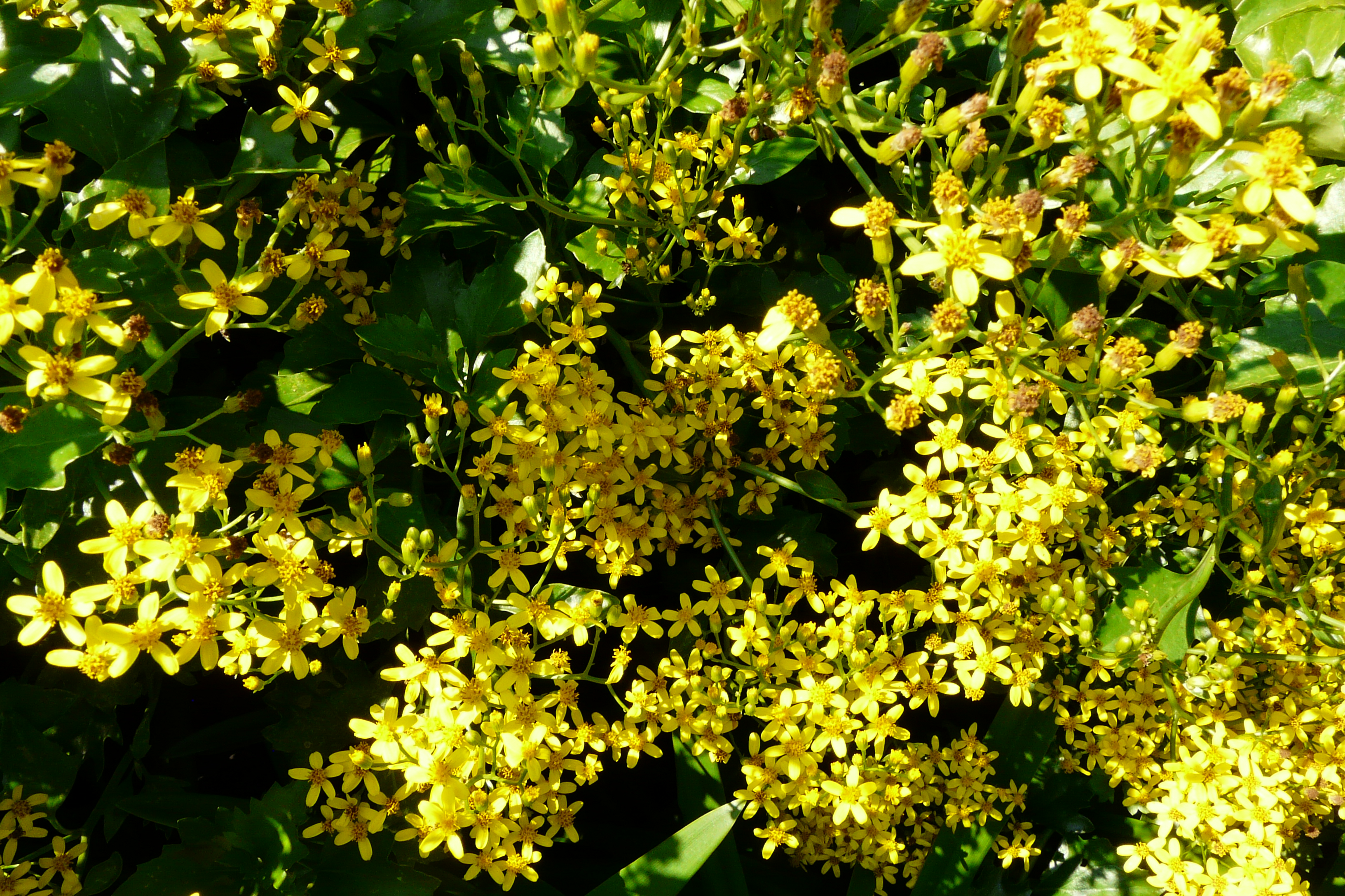 Senecio tamoides Kanarieklimop Canary Creeper ihlozi elikhulu