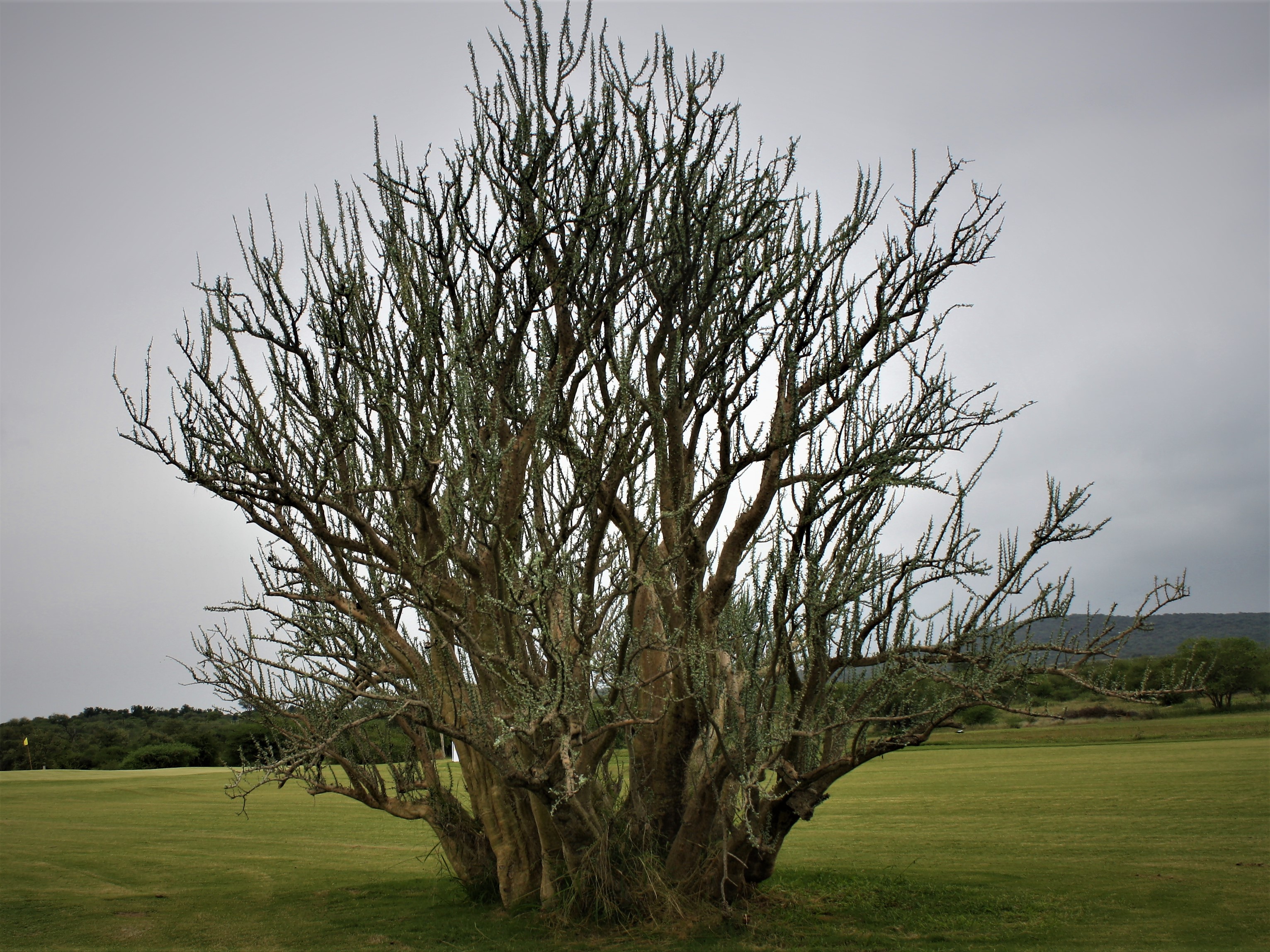 Sesamothamnus lugardii Sesame Bush Sesambos