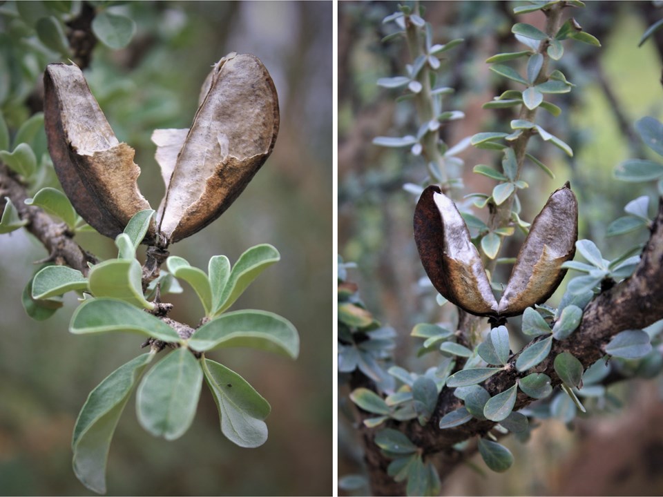 Sesamothamnus lugardii Sesame Bush Sesambos