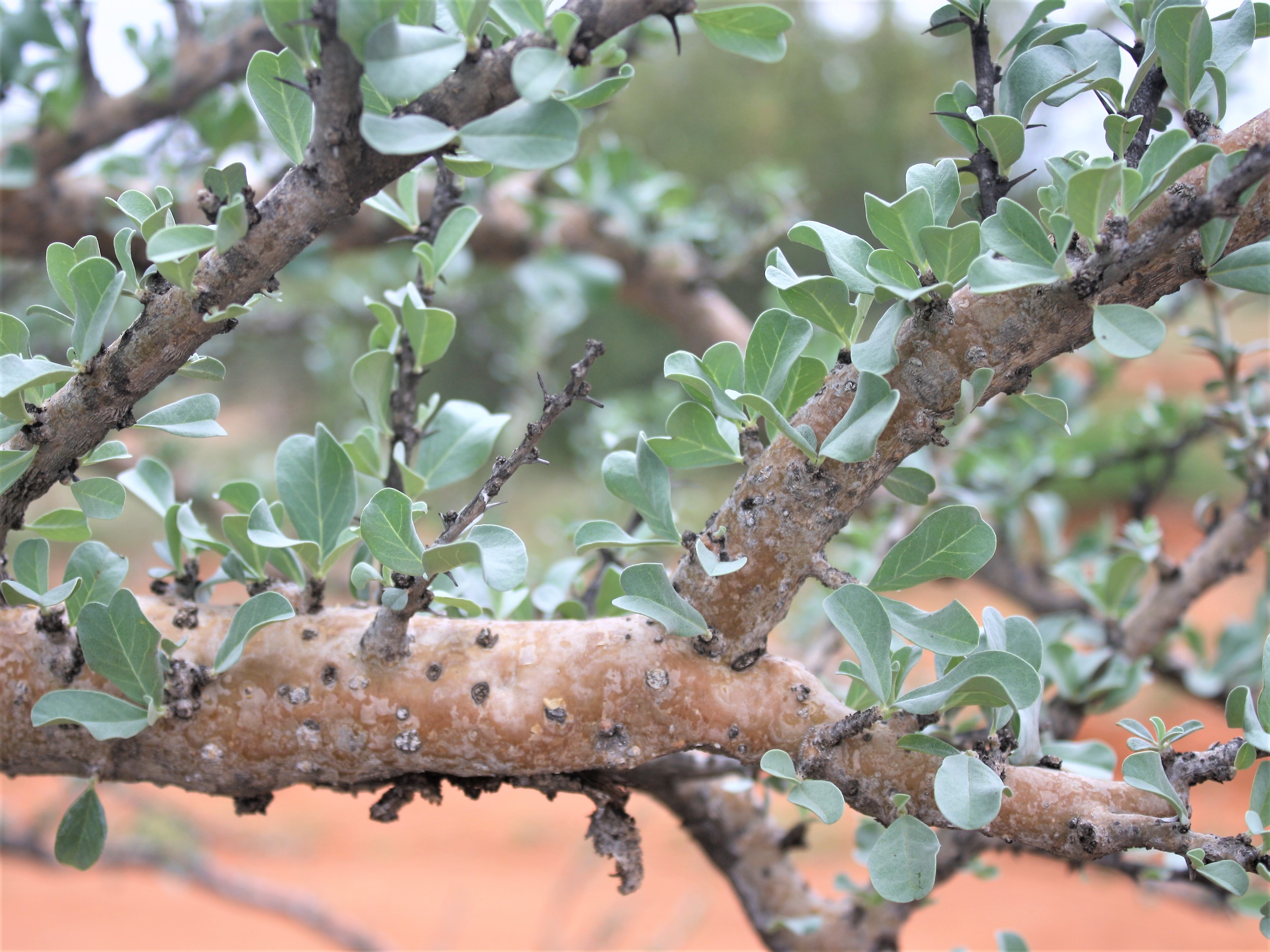 Sesamothamnus lugardii Sesame Bush Sesambos