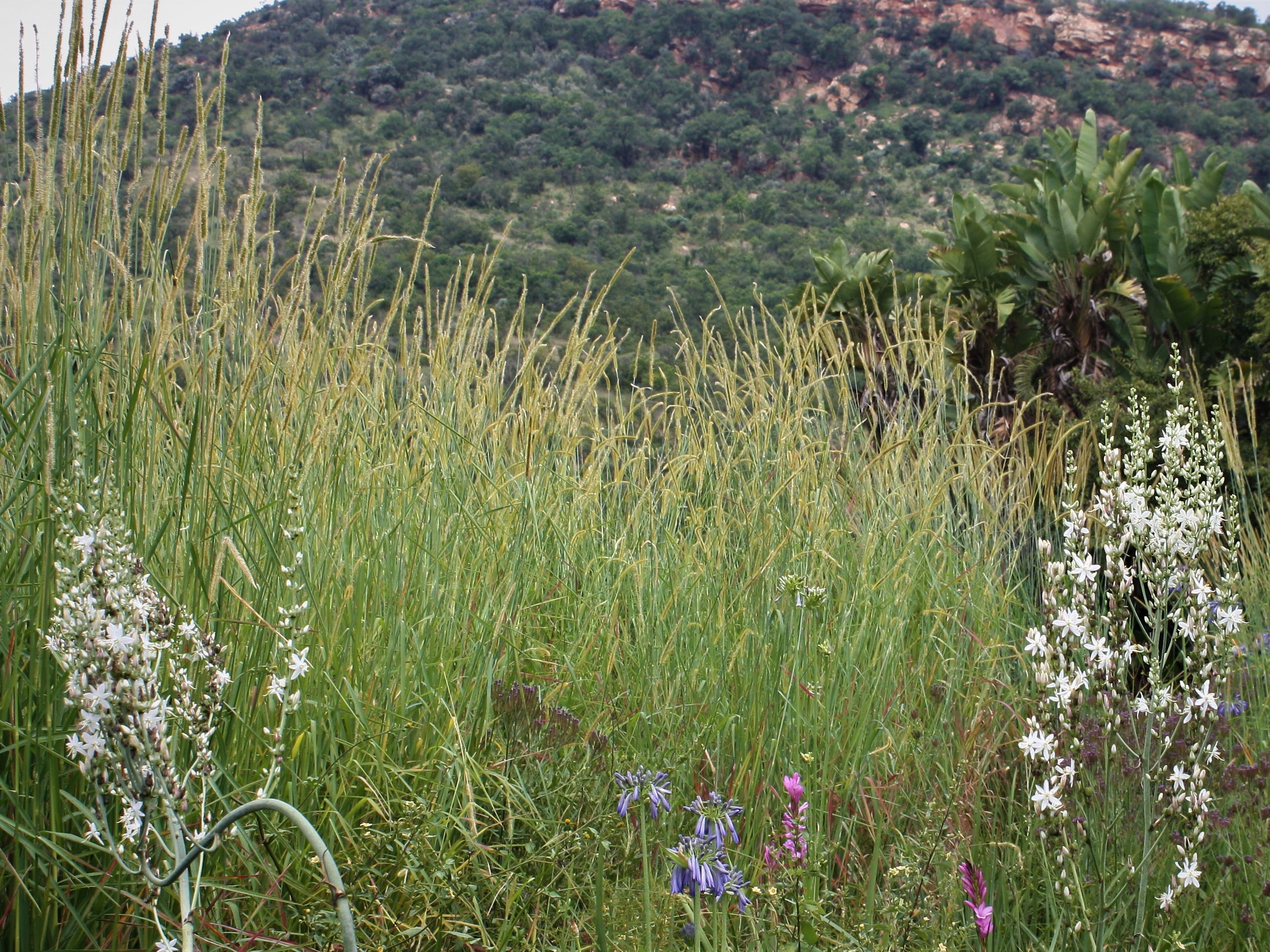 Setaria sphacelata sericea Golden Bristle Grass Goue Mannagras bokhatha ...