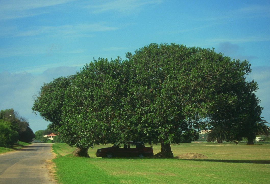 Sideroxylon inerme White Milkwood Witmelkhout Mutaladzi-Vhufa ...